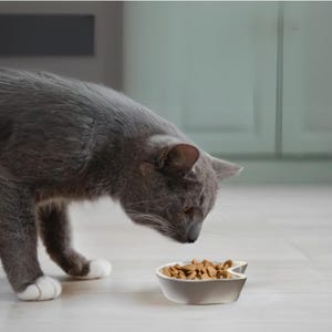 Ceramic Cat Treat Bowl | Pet Food Dish, 200 Ml - Etsy