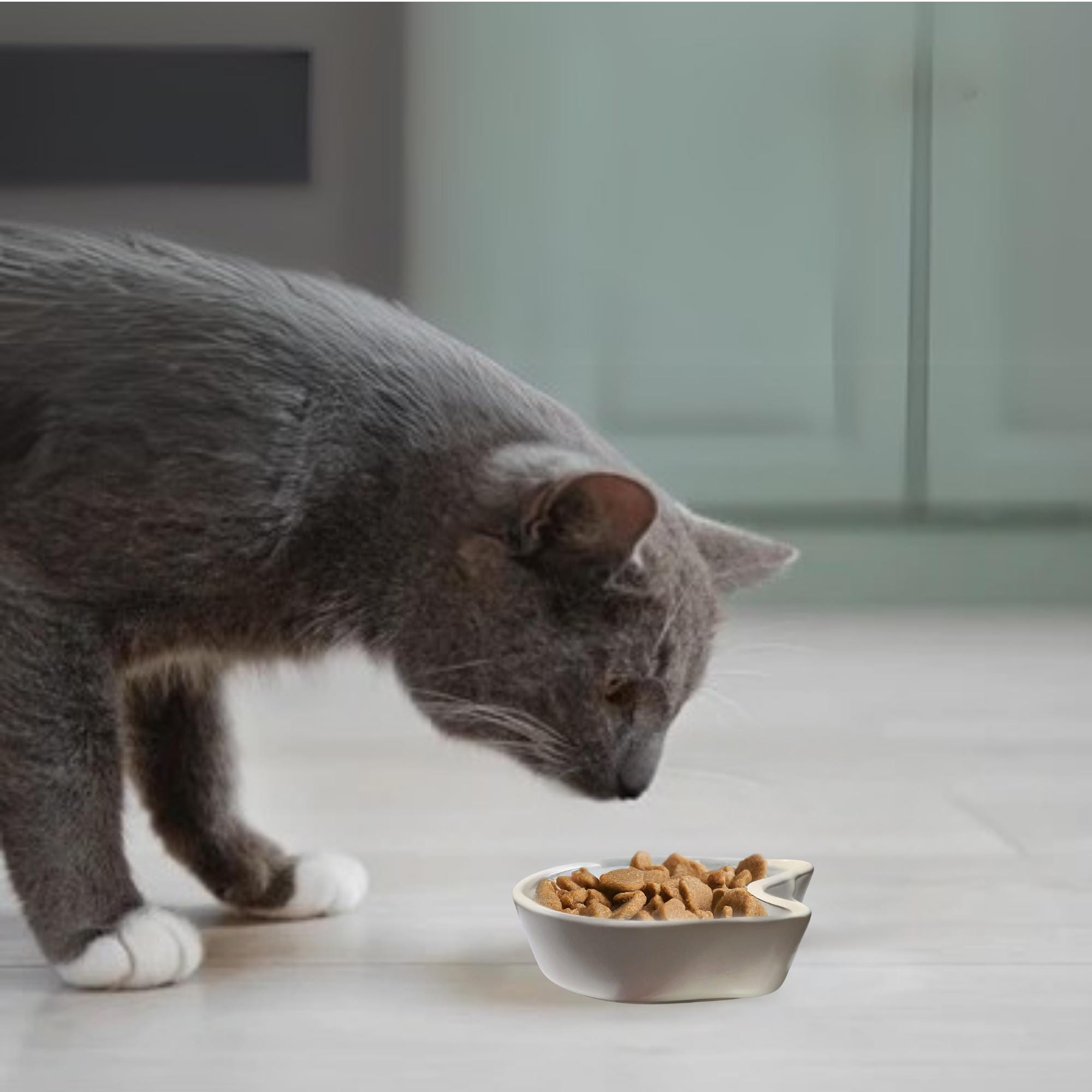 Ceramic Cat Treat Bowl | Pet Food Dish, 200 Ml - Etsy