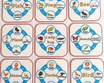 8 Sets 32x Printable Montessori Life Cycle Flash Cards Engaging Hands ...