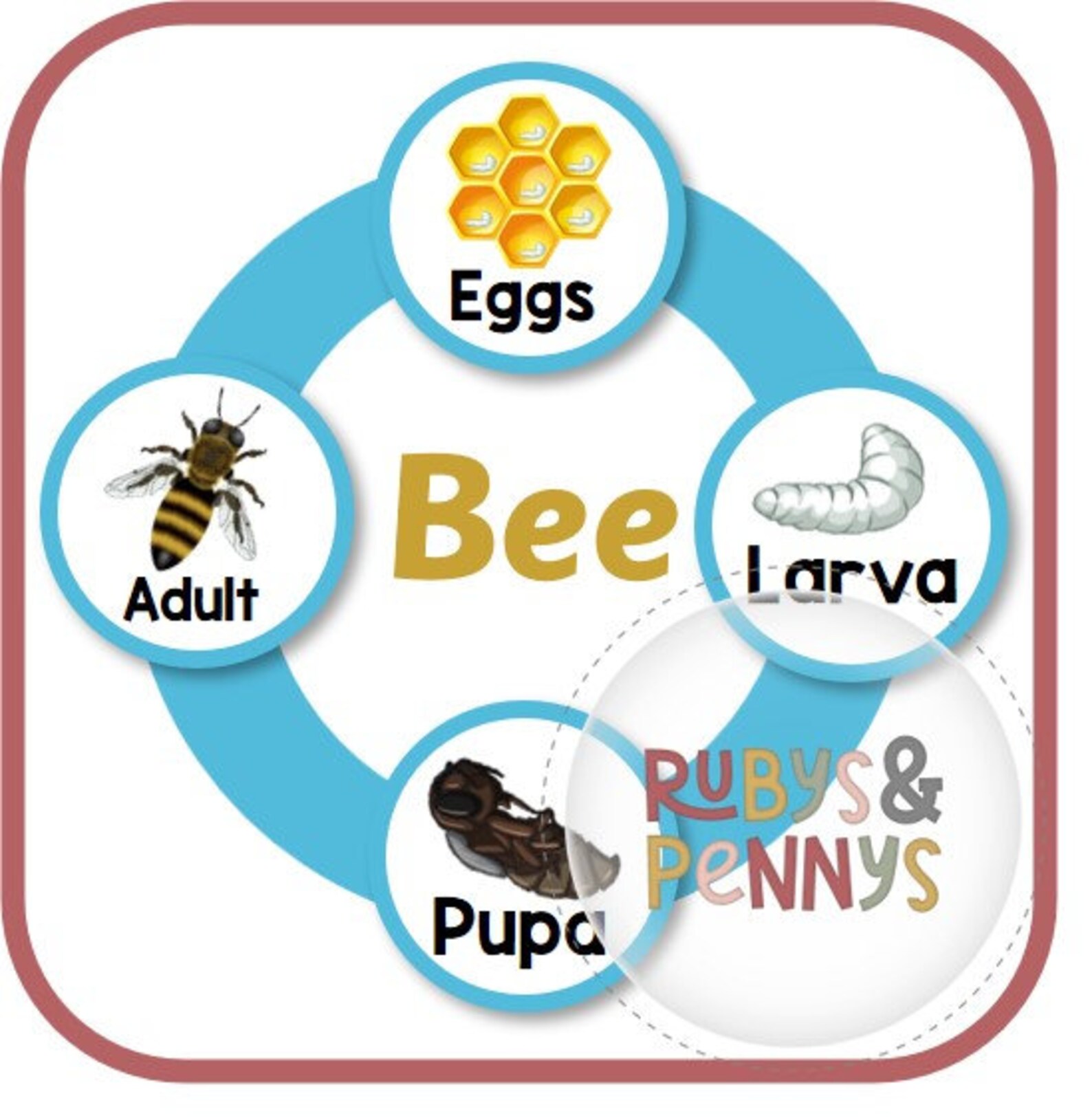 Montessori Life Cycle Flash Cards - Etsy