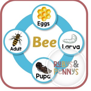 Montessori Life Cycle Flash Cards - Etsy