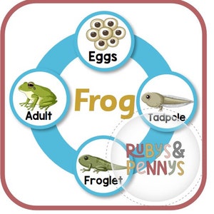 Montessori Life Cycle Flash Cards - Etsy