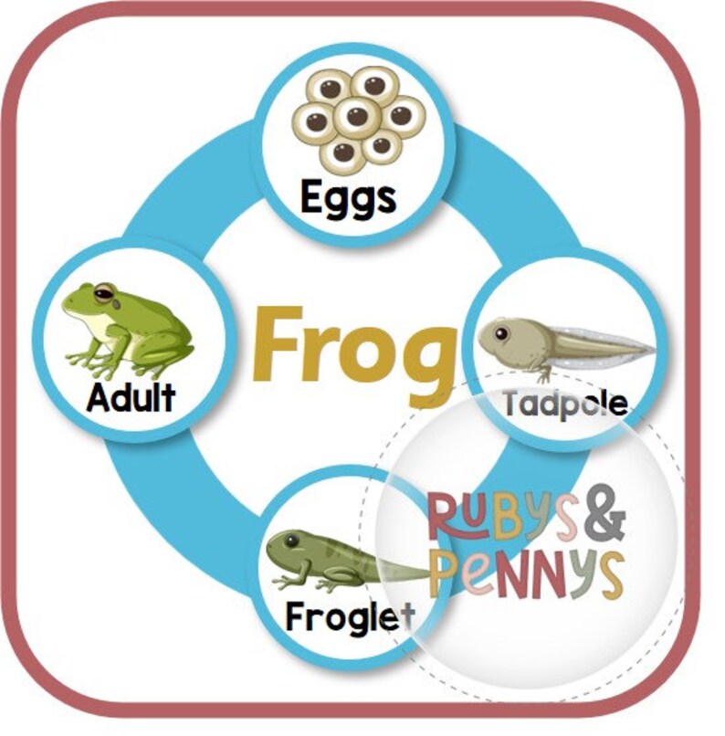 Montessori Life Cycle Flash Cards - Etsy