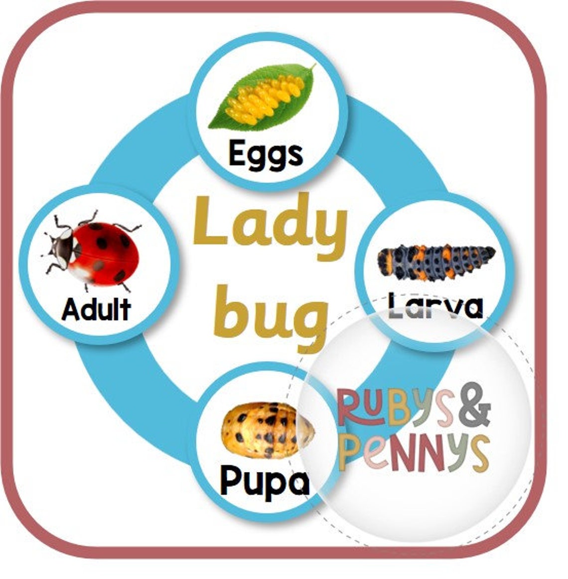 Montessori Life Cycle Flash Cards - Etsy