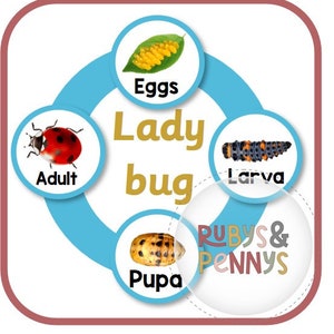 Montessori Life Cycle Flash Cards - Etsy