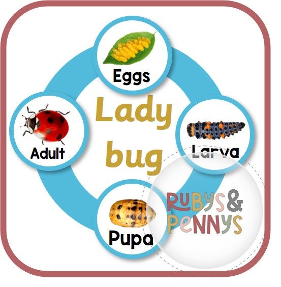 Montessori Life Cycle Flash Cards - Etsy