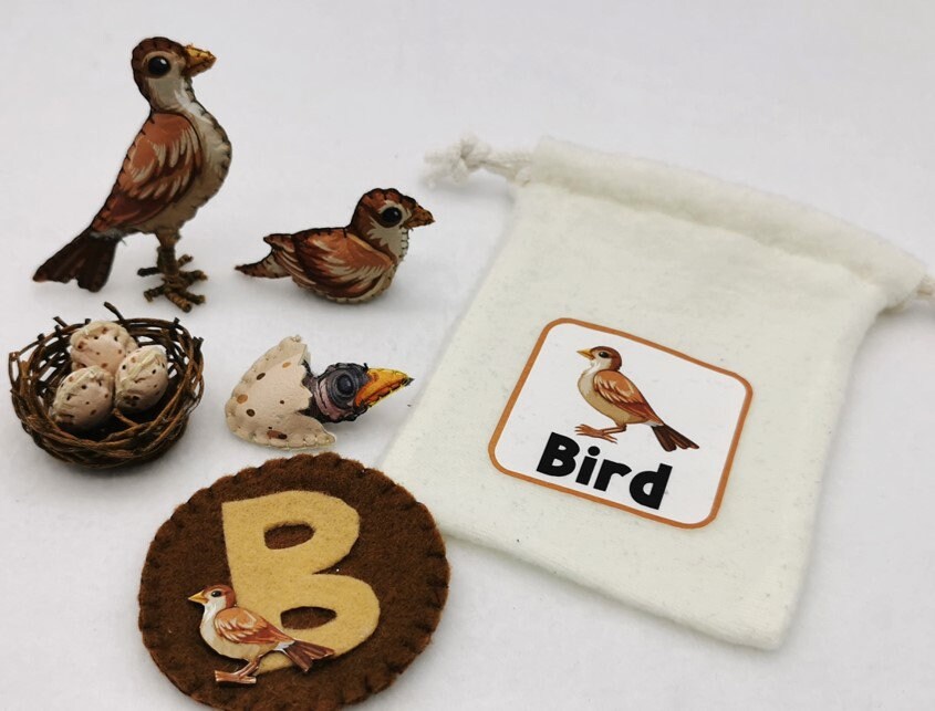 8 Sets 32x Printable Montessori Life Cycle Flash Cards Engaging Hands ...