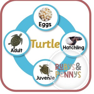 Montessori Life Cycle Flash Cards - Etsy