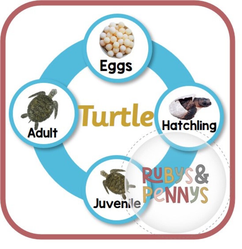 Montessori Life Cycle Flash Cards - Etsy