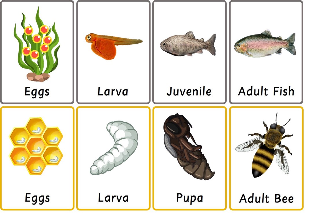 8 Sets 32x Printable Montessori Life Cycle Flash Cards Engaging Hands ...