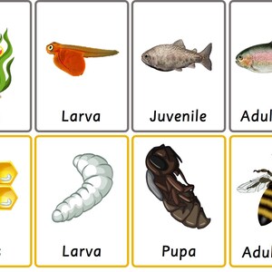 8 Sets 32x Printable Montessori Life Cycle Flash Cards Engaging Hands ...