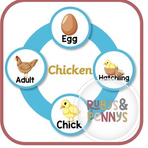 Montessori Life Cycle Flash Cards - Etsy