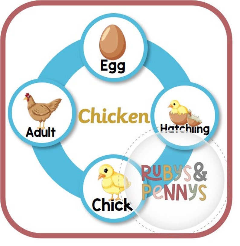 Montessori Life Cycle Flash Cards - Etsy