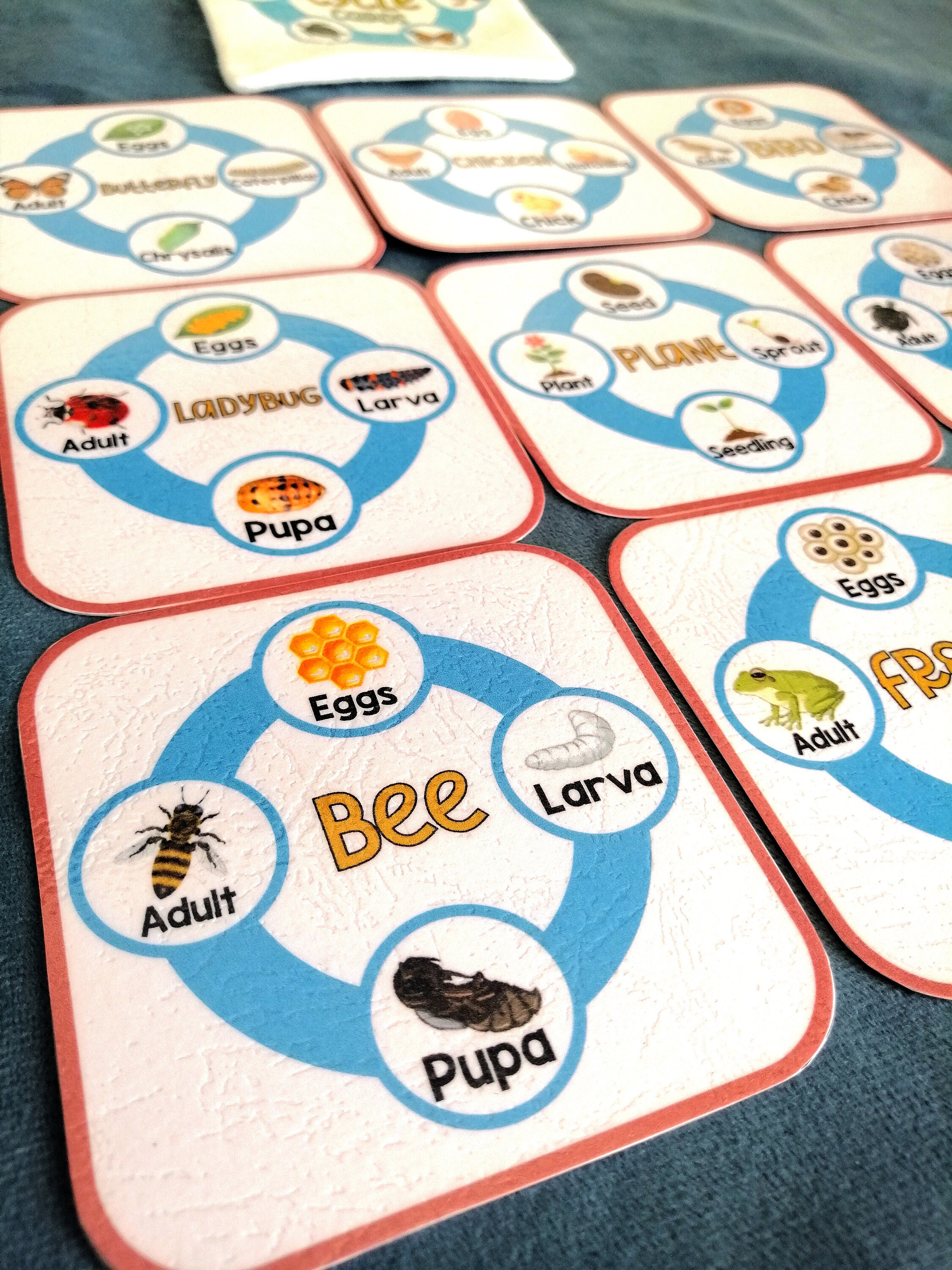 Montessori Life Cycle Flash Cards - Etsy