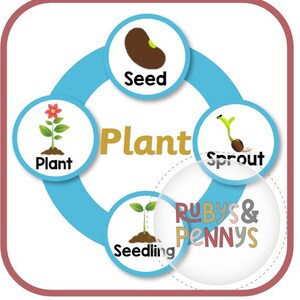 Montessori Life Cycle Flash Cards - Etsy