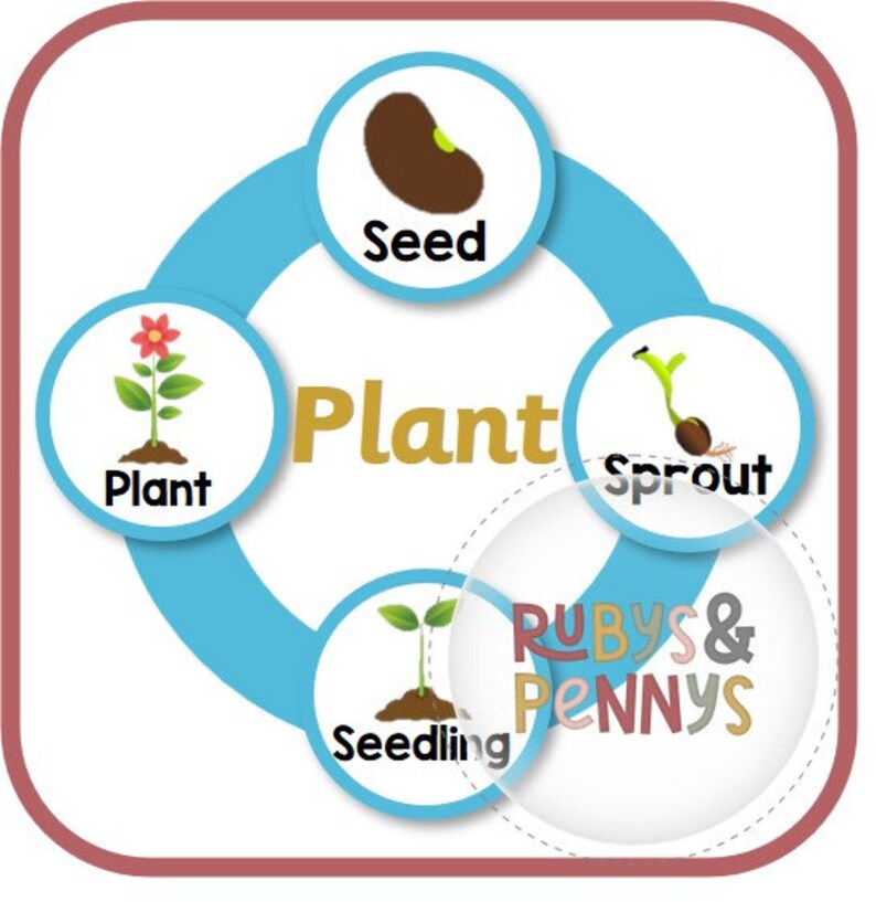 Montessori Life Cycle Flash Cards - Etsy