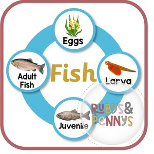 Montessori Life Cycle Flash Cards - Etsy