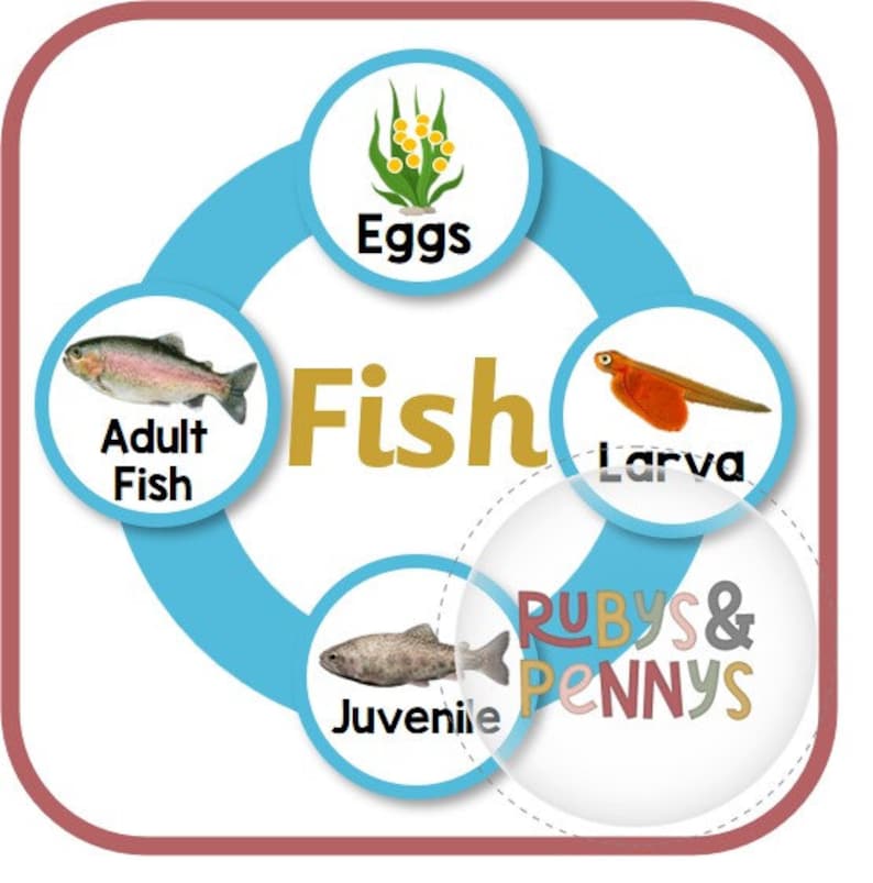 Montessori Life Cycle Flash Cards - Etsy