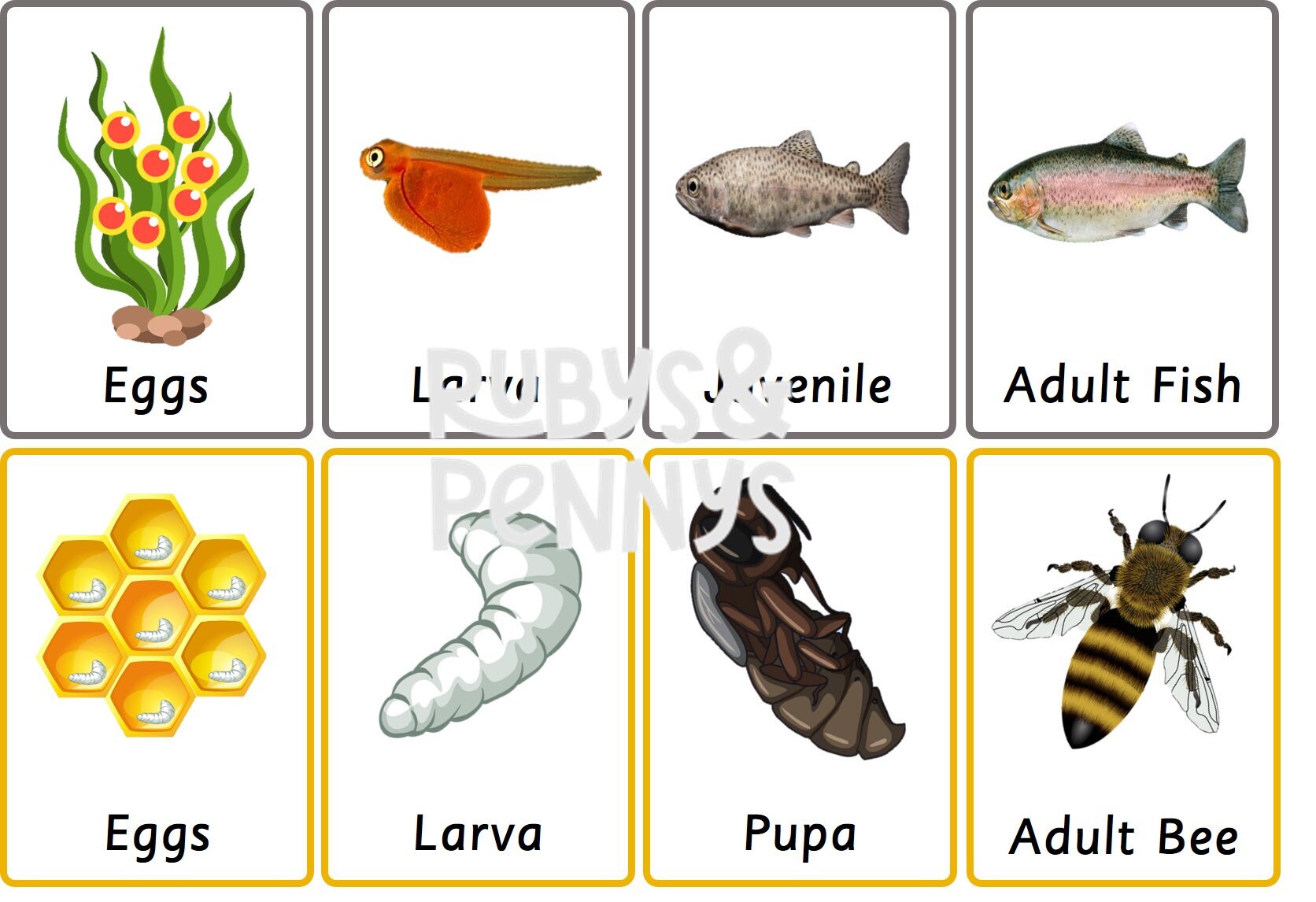 8 Sets 32x Printable Montessori Life Cycle Flash Cards Engaging Hands ...