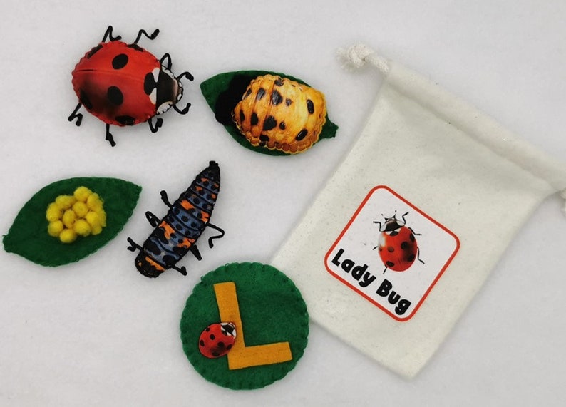 8 Sets 32x Printable Montessori Life Cycle Flash Cards Engaging Hands ...