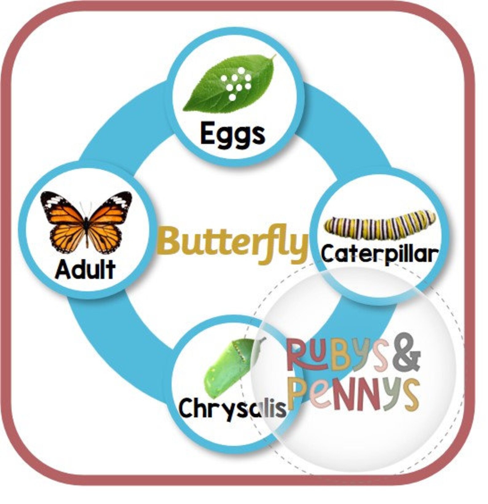 Montessori Life Cycle Flash Cards - Etsy