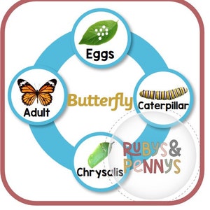 Montessori Life Cycle Flash Cards - Etsy