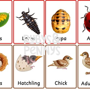 8 Sets 32x Printable Montessori Life Cycle Flash Cards Engaging Hands ...