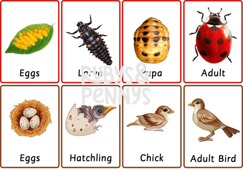 8 Sets 32x Printable Montessori Life Cycle Flash Cards Engaging Hands ...