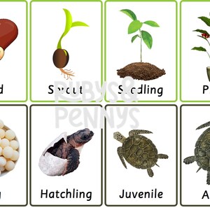 8 Sets 32x Printable Montessori Life Cycle Flash Cards Engaging Hands ...