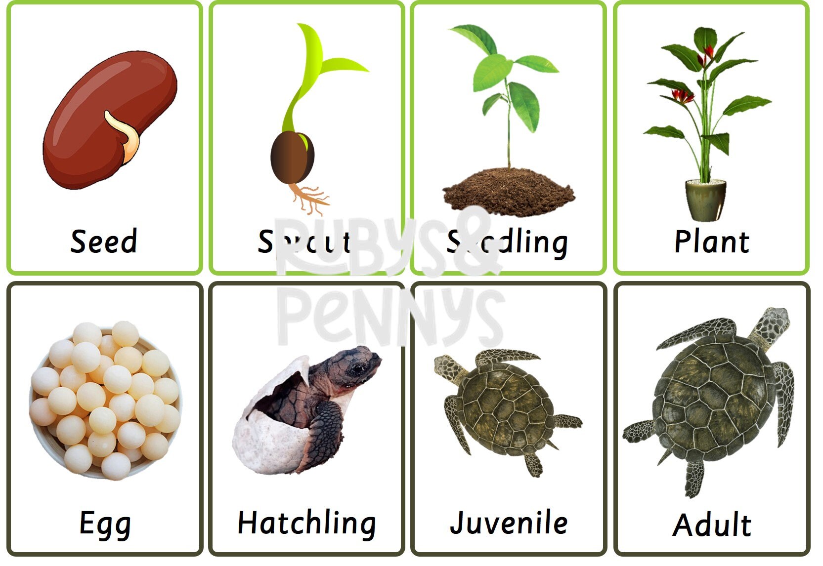 8 Sets 32x Printable Montessori Life Cycle Flash Cards Engaging Hands ...