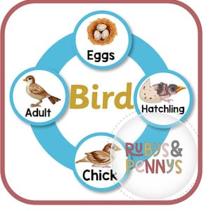 Montessori Life Cycle Flash Cards - Etsy