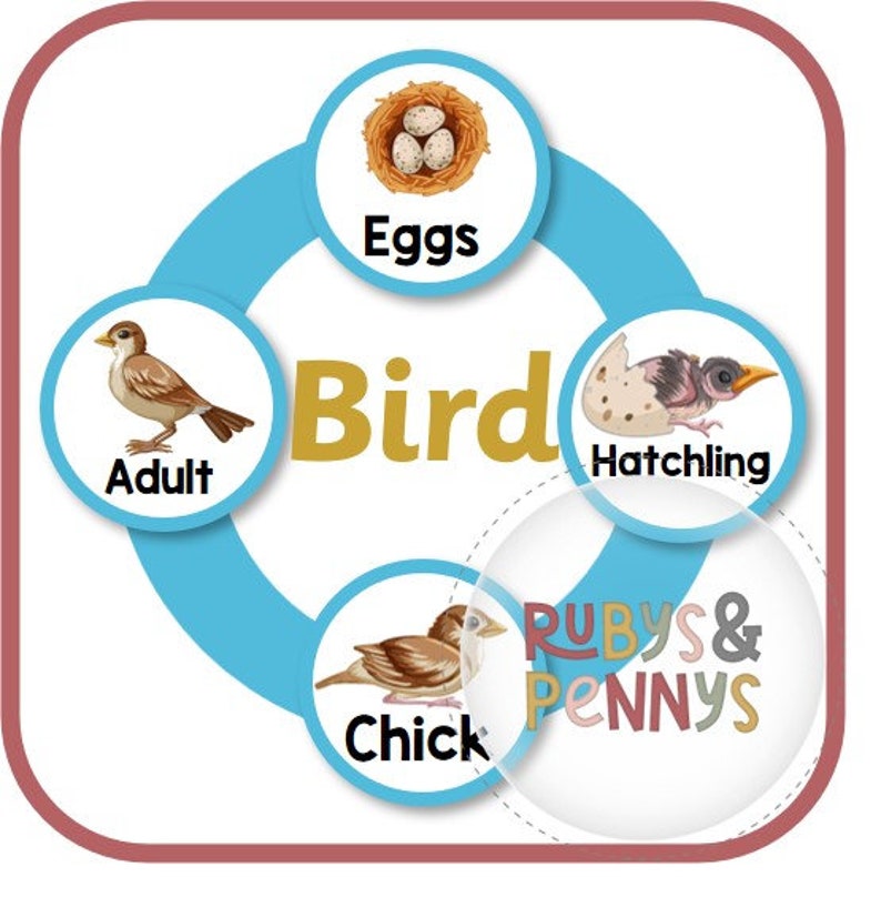 Montessori Life Cycle Flash Cards - Etsy