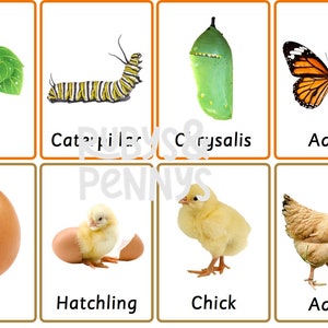 8 Sets 32x Printable Montessori Life Cycle Flash Cards Engaging Hands ...