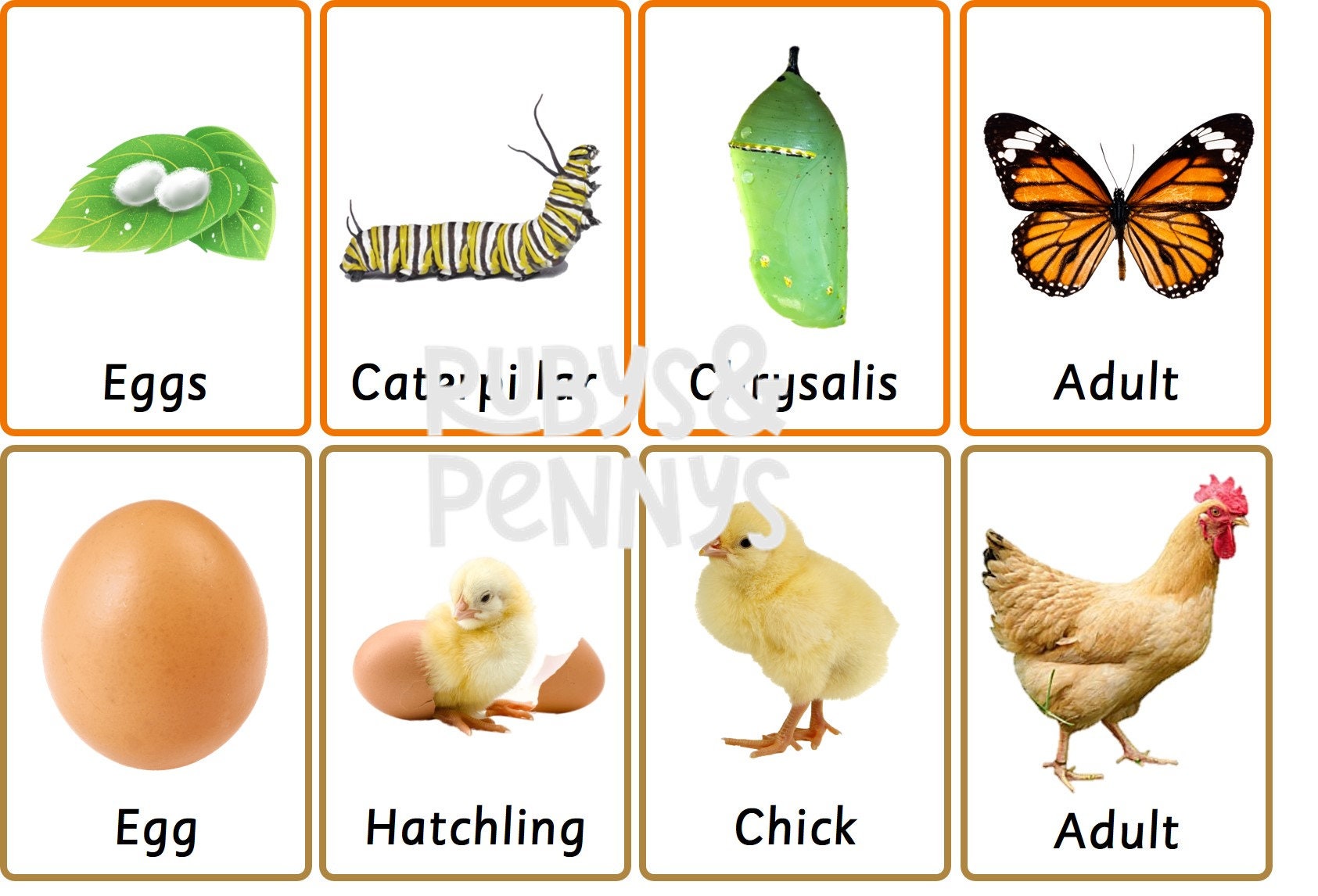 8 Sets 32x Printable Montessori Life Cycle Flash Cards Engaging Hands ...