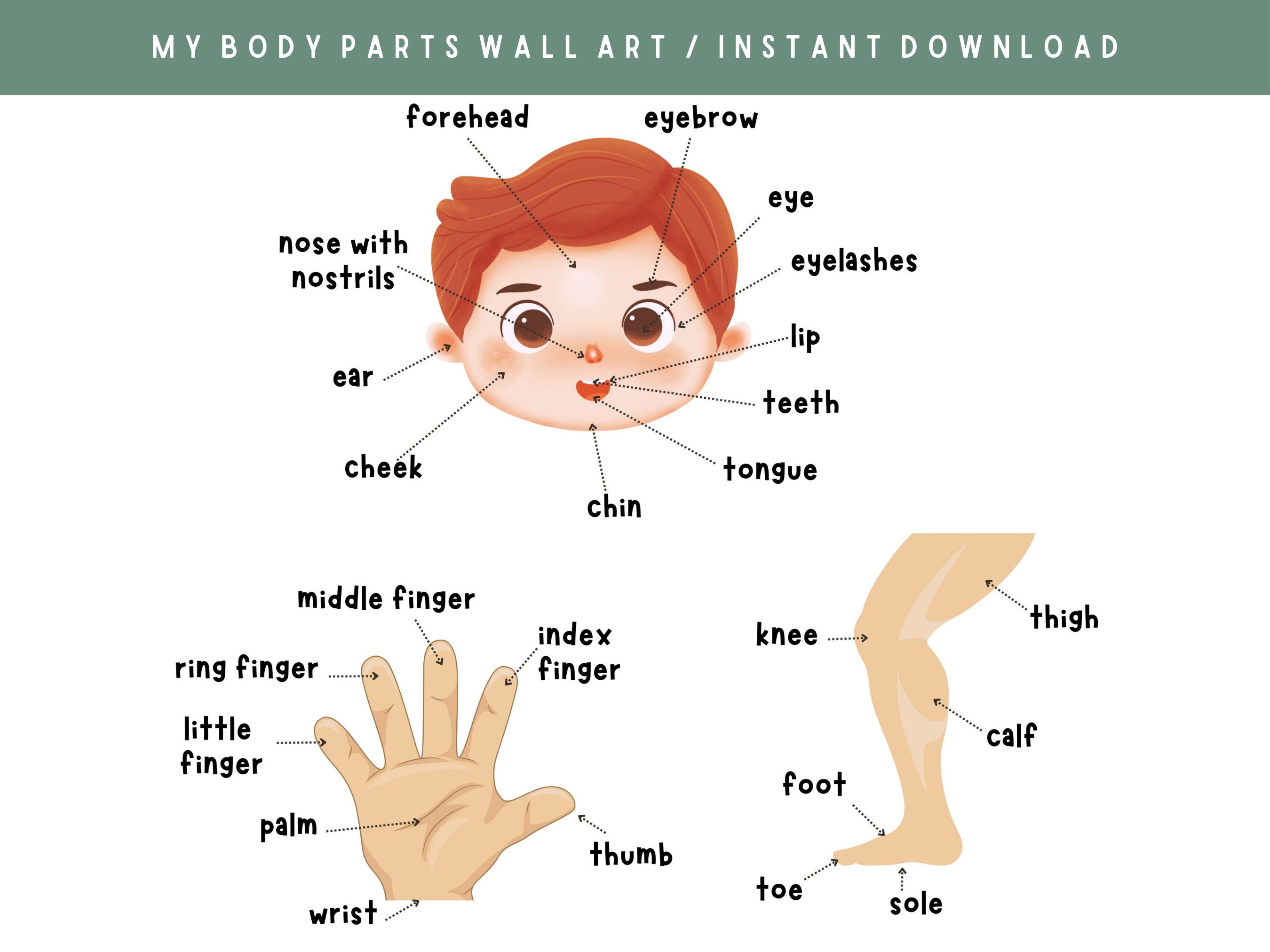 My Body Parts Poster, Toddler Printable, Toddler Wall Art, Body Parts ...