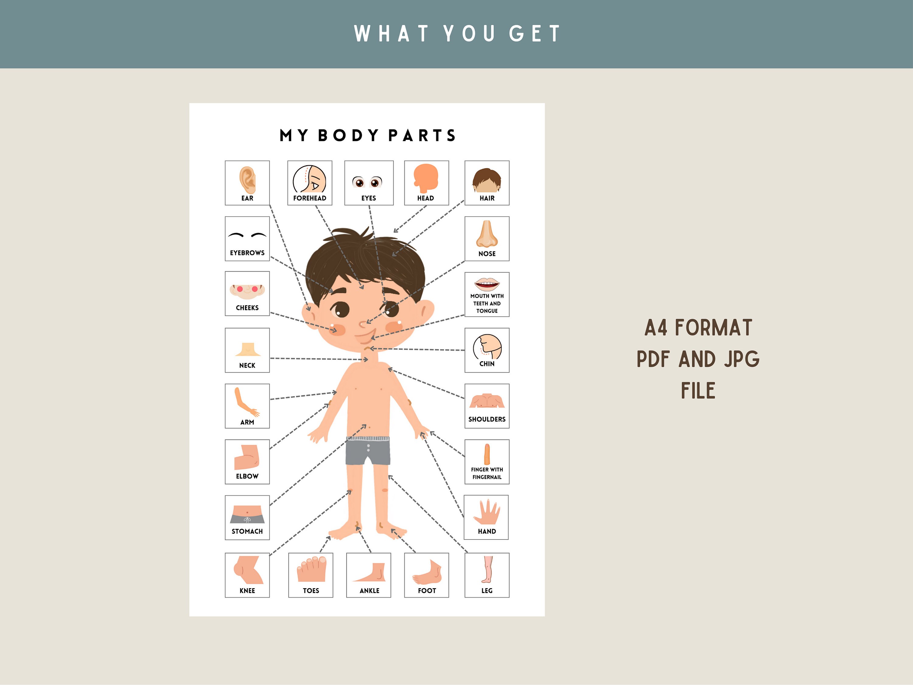 Body Parts, Printable Wall Art, Body Parts Poster, Homeschooling ...