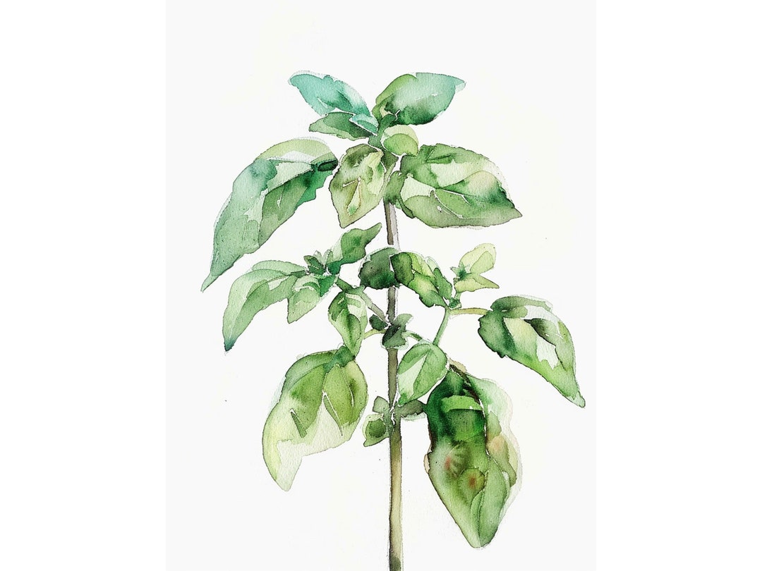 Basil Watercolor Painting Floral Watercolor Art Print Botanical Wall ...