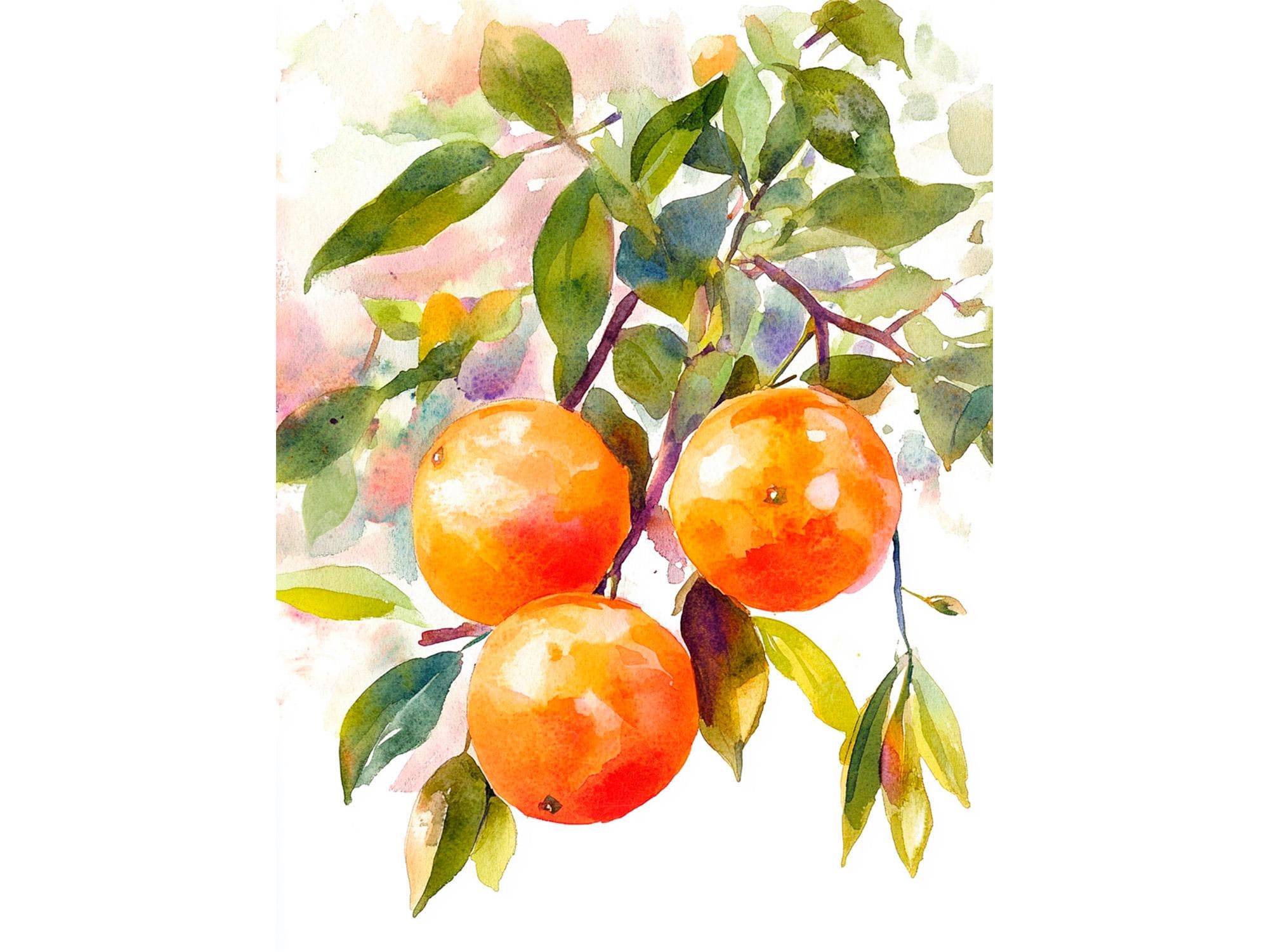 Orange Tree Watercolor Print Citrus Fruit Wall Art Kitchen Decor ...
