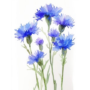 Cornflowers Watercolor Painting Flowers Watercolor Art Print Floral ...
