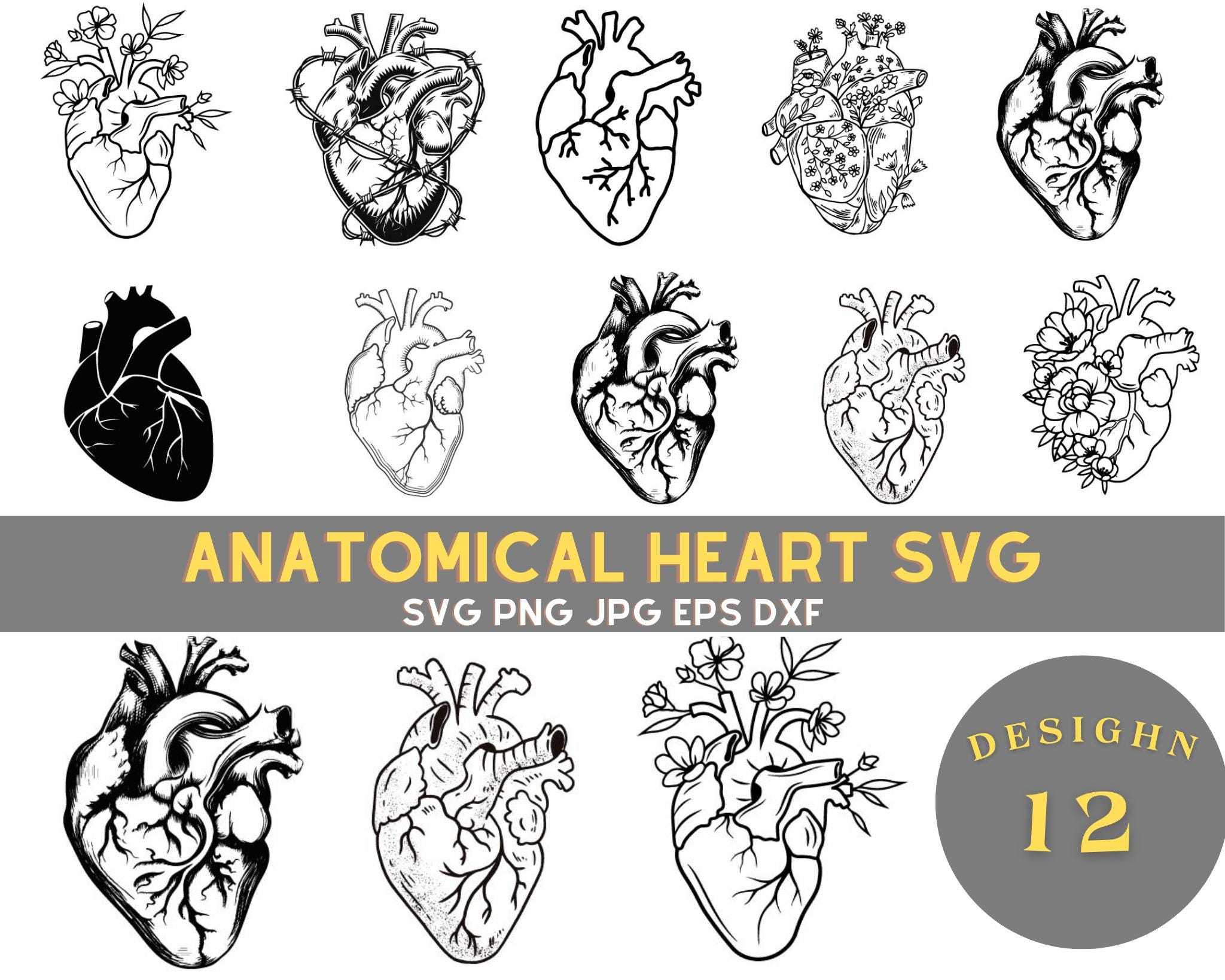 Anatomical Heart SVG Bundle: Realistic Cardiology Designs (digital ...