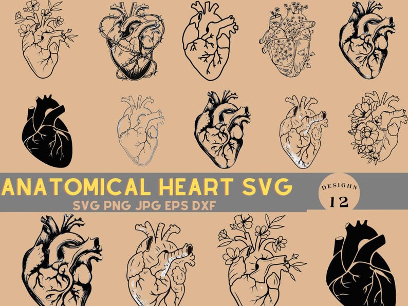 Anatomical Heart SVG Bundle: Realistic Cardiology Designs (digital ...