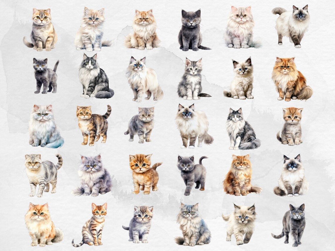 Cat Breeds PNG Bundle 45 Cats Clipart Pngs Cats Clipart Animals Clipart ...