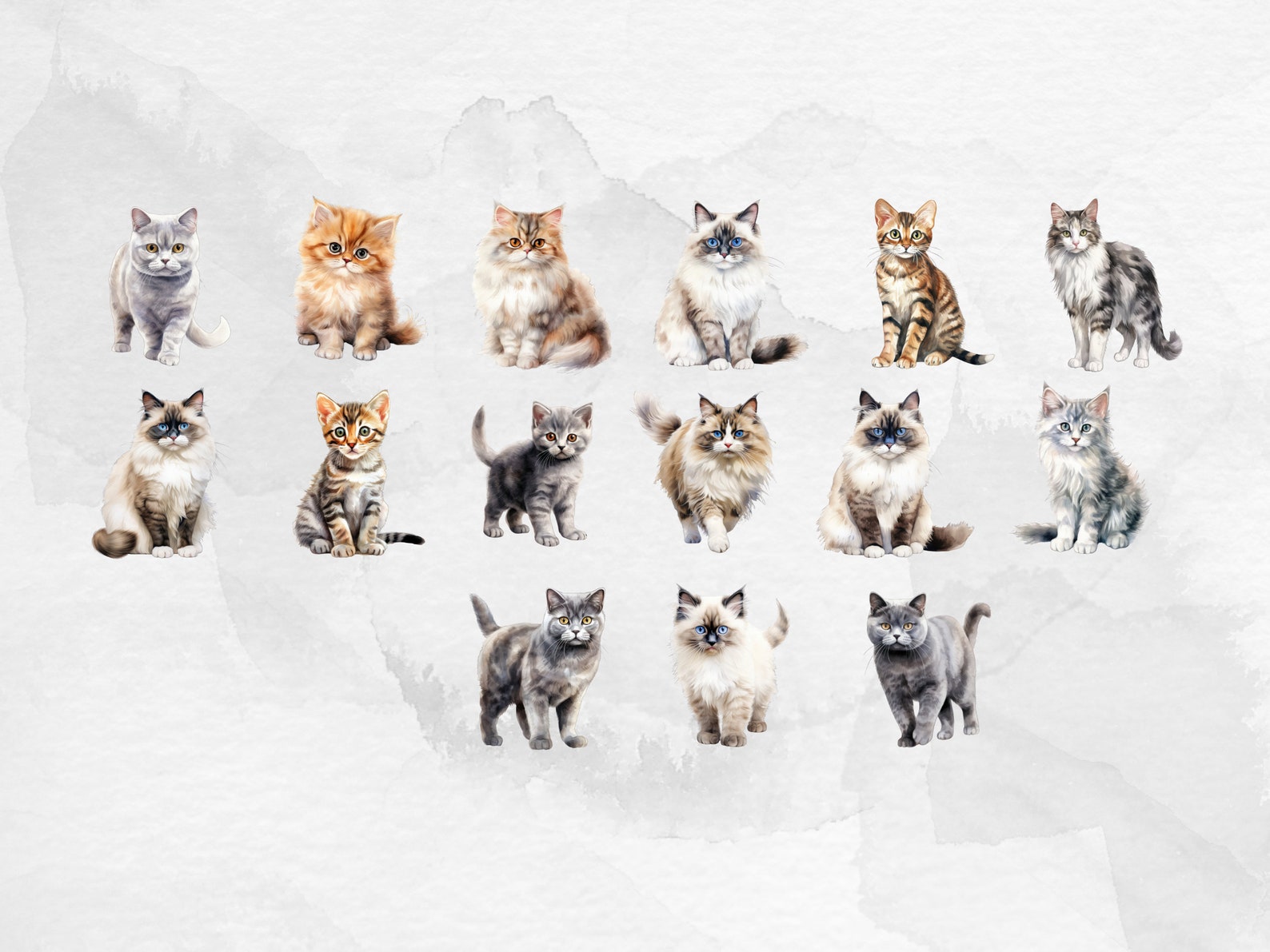 Cat Breeds PNG Bundle 45 Cats Clipart Pngs Cats Clipart Animals Clipart ...