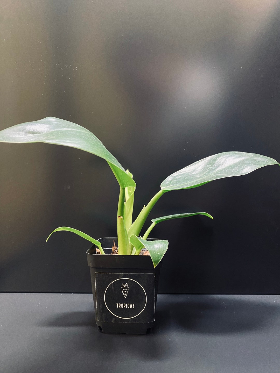 Philodendron Millions - Etsy