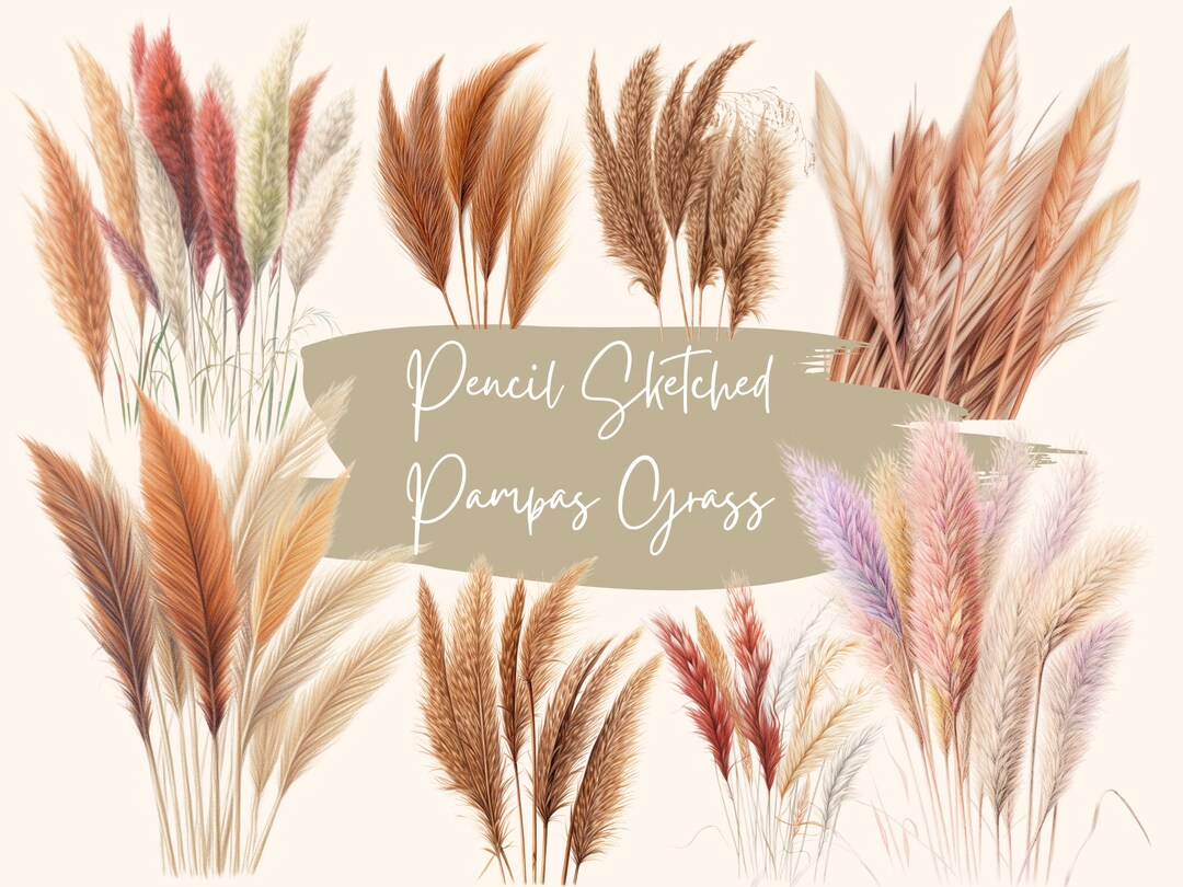 Pampas Grass Clipart Pencil Sketched SVG PNG Boho Florals - Etsy