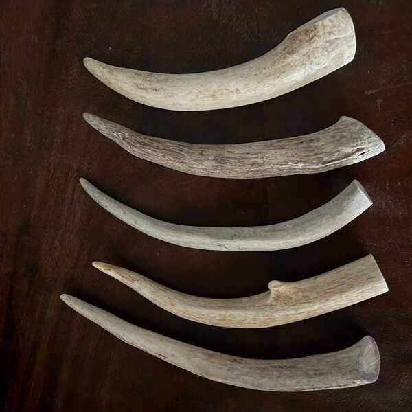 Bone Antler - Etsy