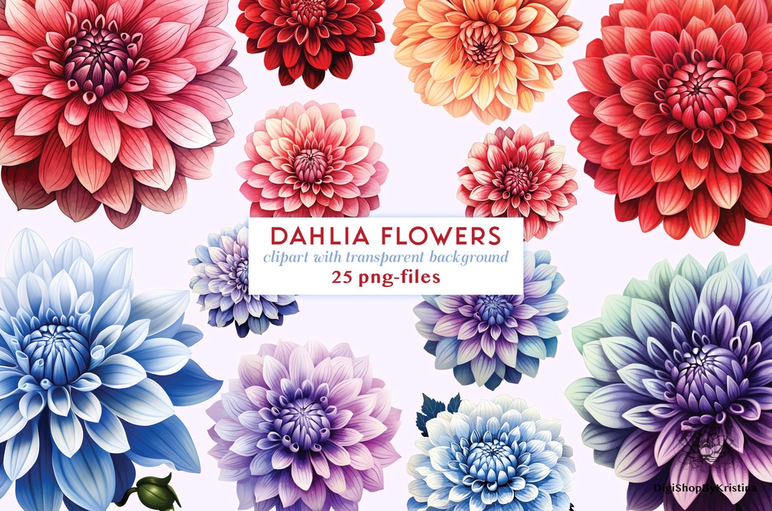 Watercolor Dahlia Flowers Clipart Set |dahlia Flowers PNG | Dahlia ...