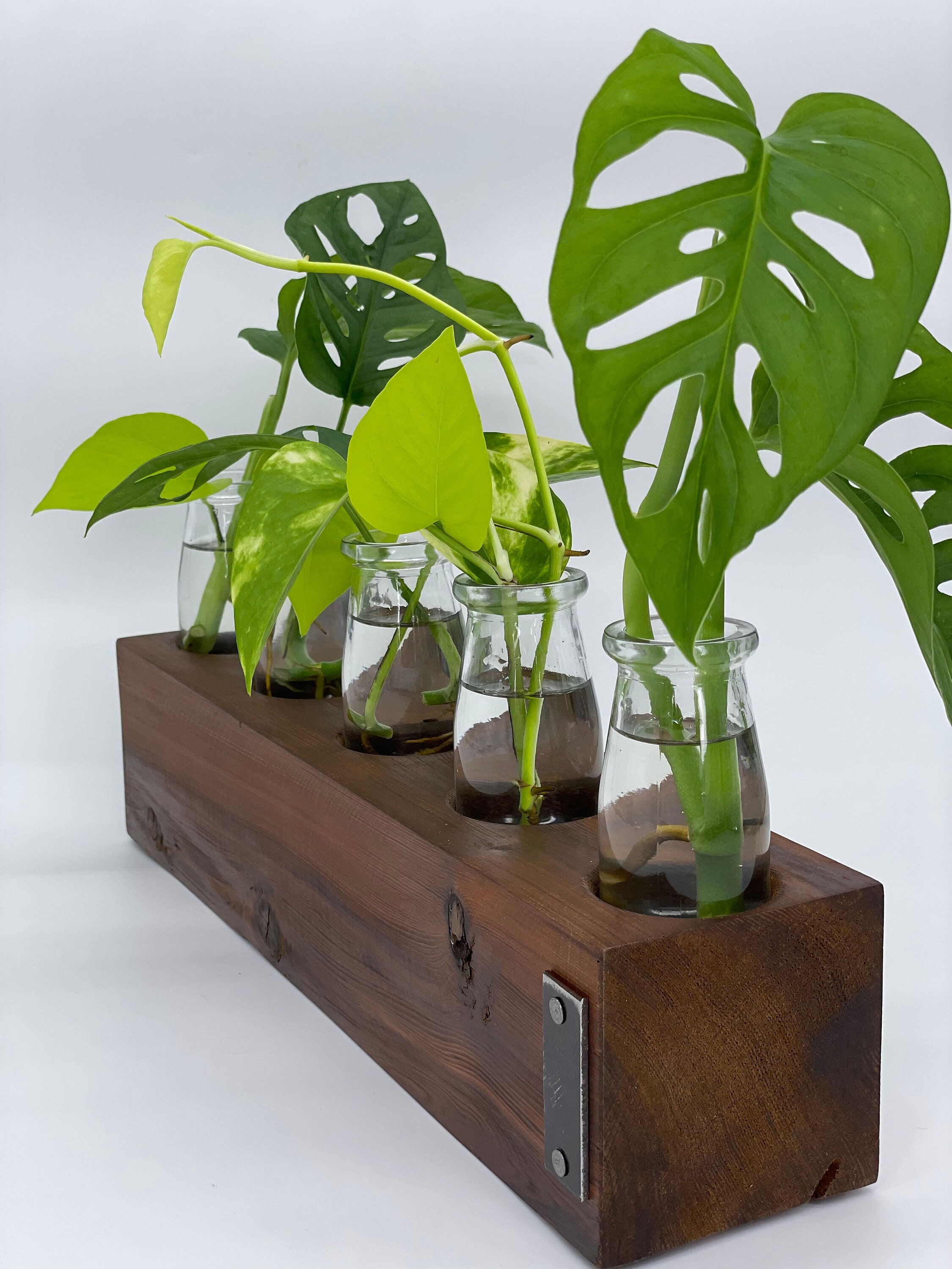 5 Vase Propagation Station Cedar Wood for Plant Cuttings - Etsy