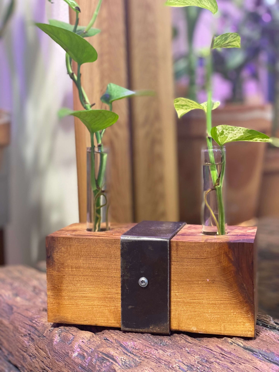 Propagation Station of Steel and Cedar Wood With 2 Glass Tubes ...