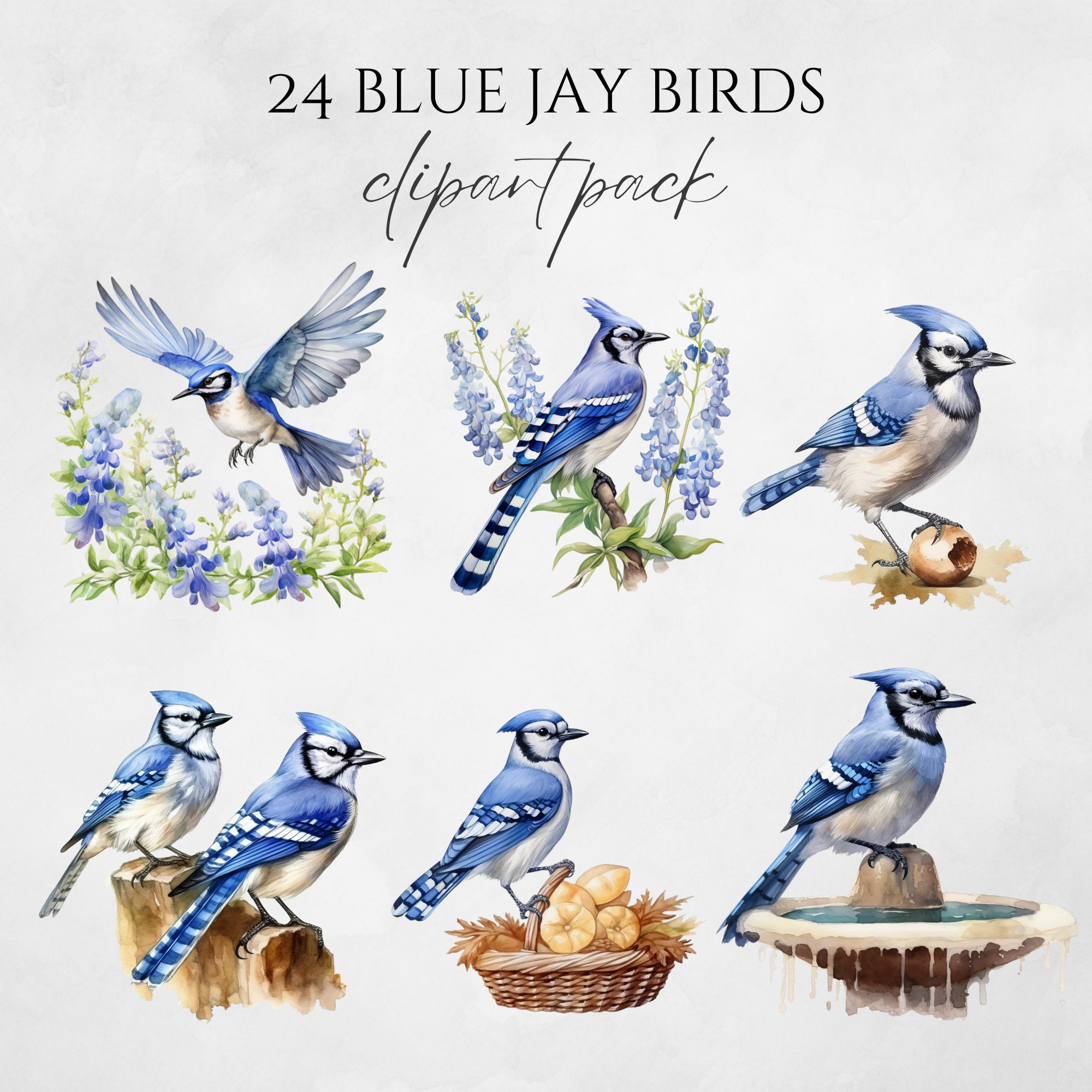 Blue Jay Birds Clipart PNG Blue Jay Bird Clipart Blue Jay PNG Texas ...